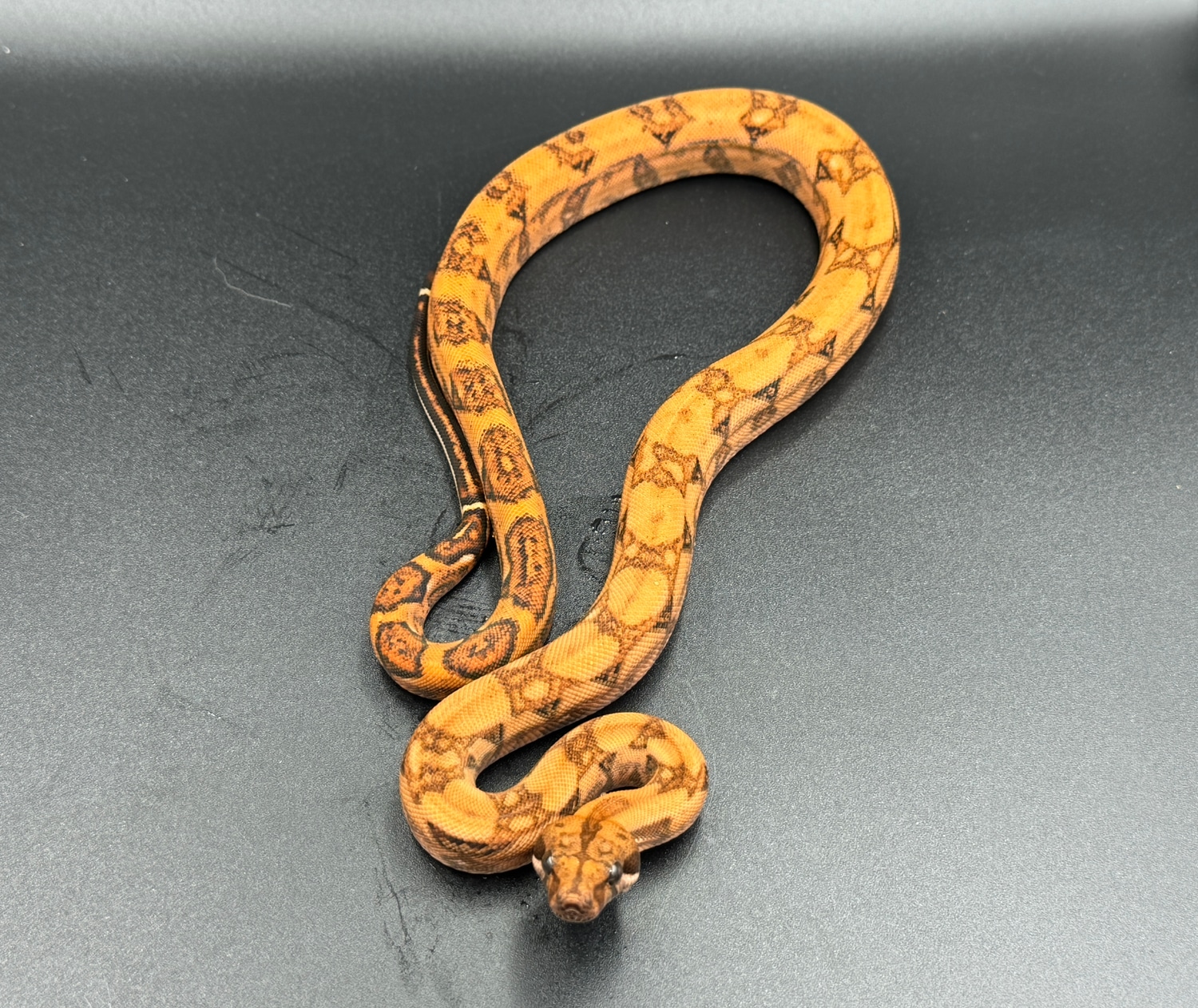 Blood Boa Boa Constrictor by Osmun Reptiles - MorphMarket