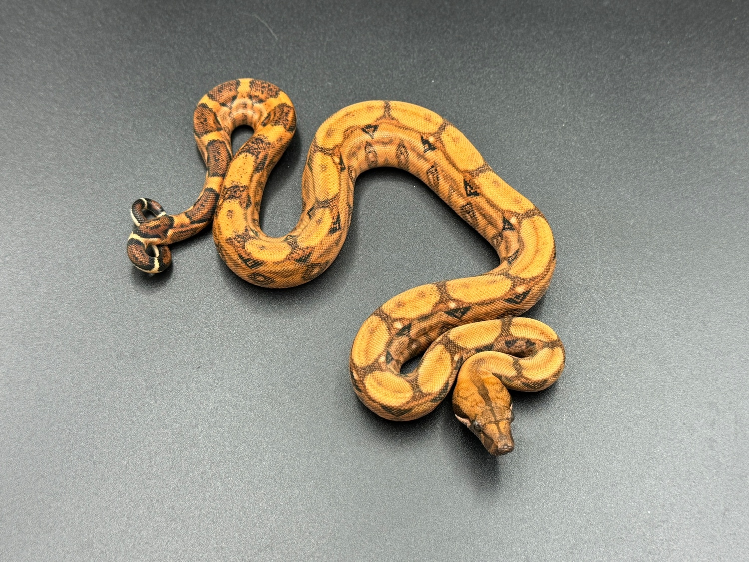 Blood Boa Boa Constrictor by Osmun Reptiles - MorphMarket