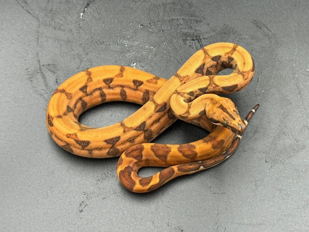 Blood Boa Boa Constrictor by Osmun Reptiles - MorphMarket