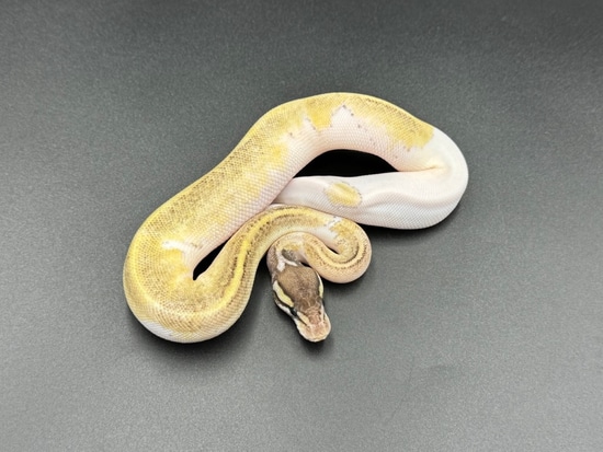 Pastel Mojave Piebald Het Axanthic (VPI) Ball Python by Osmun Reptiles