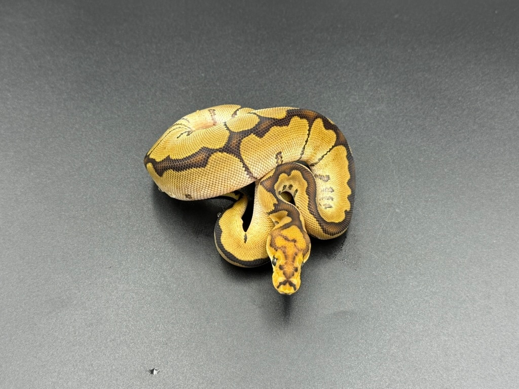 Woma Clown Ball Python by Osmun Reptiles - MorphMarket