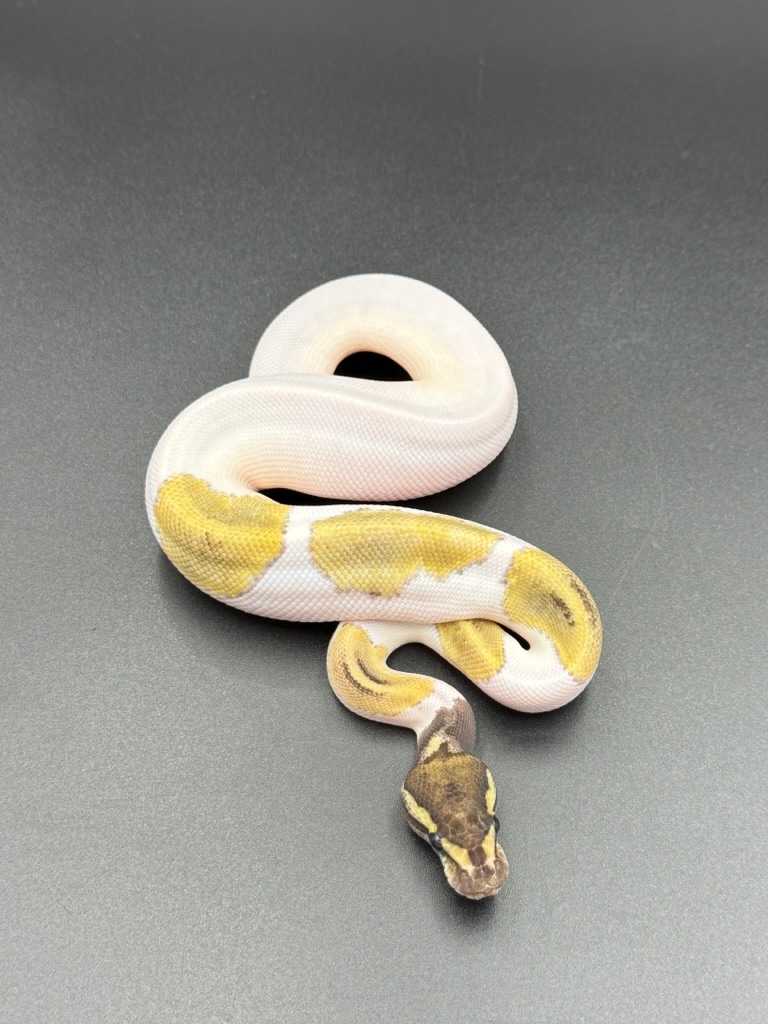 Mojave Piebald Het Axanthic (VPI) Ball Python by Osmun Reptiles ...