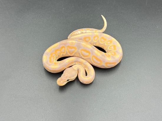Special Cinnamon Banana Het Clown Ball Python by Osmun Reptiles
