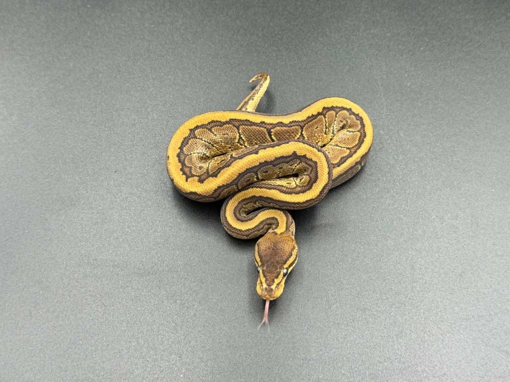 Mahogany Pinstripe Het Lavender Albino Het Piebald Ball Python by Osmun ...