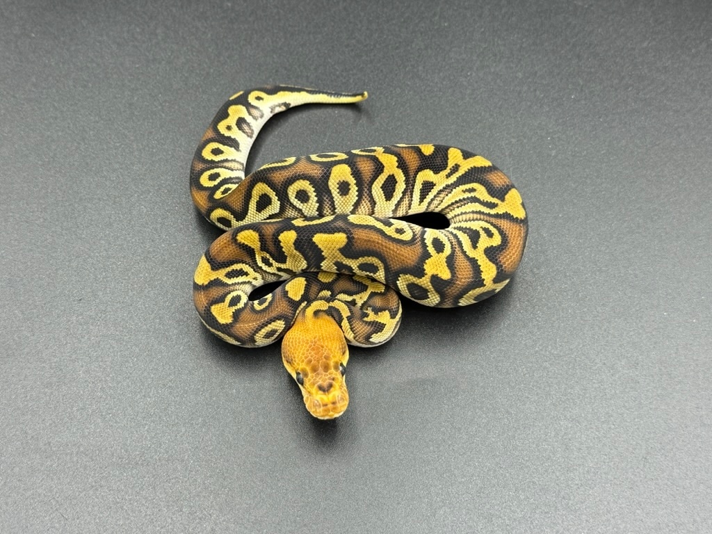 Cypress Clown Ball Python by Osmun Reptiles - MorphMarket