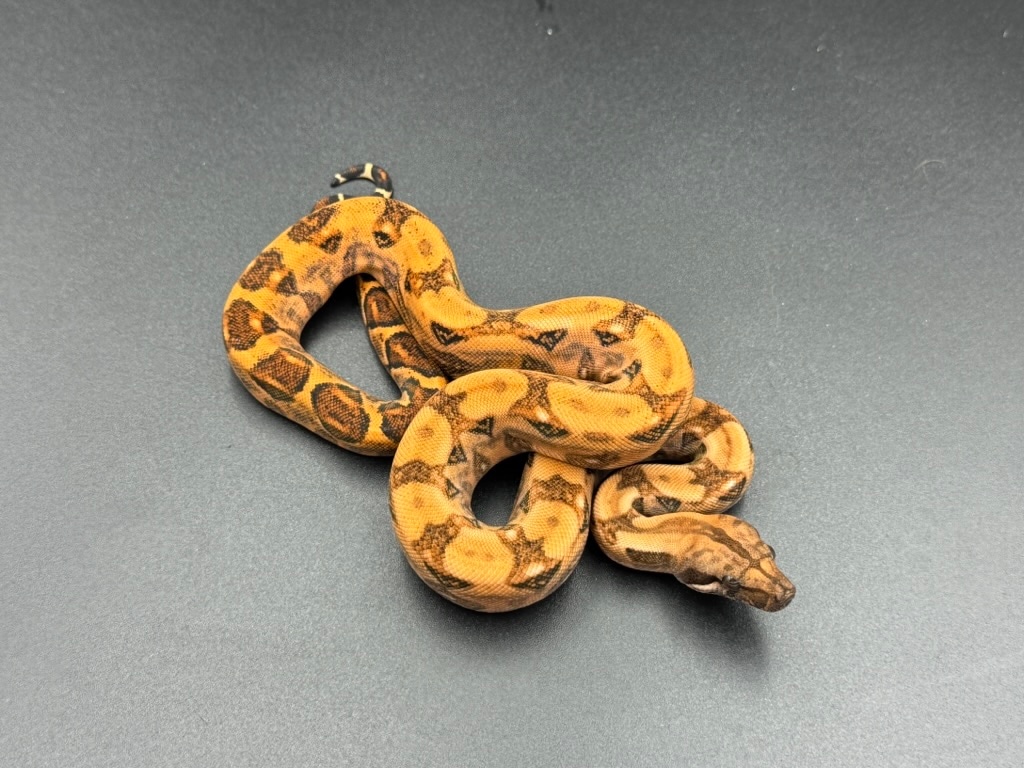 Blood Boa Boa Constrictor by Osmun Reptiles - MorphMarket