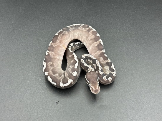 Super GHI Lesser 66% Het Puzzle Ball Python by Osmun Reptiles
