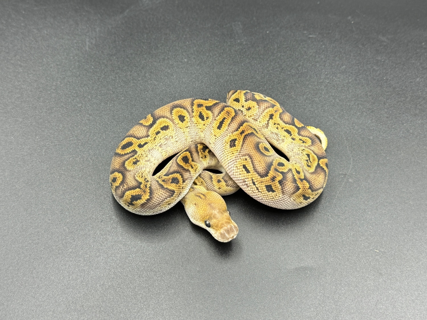 GHI Bongo Clown Ball Python by Osmun Reptiles - MorphMarket