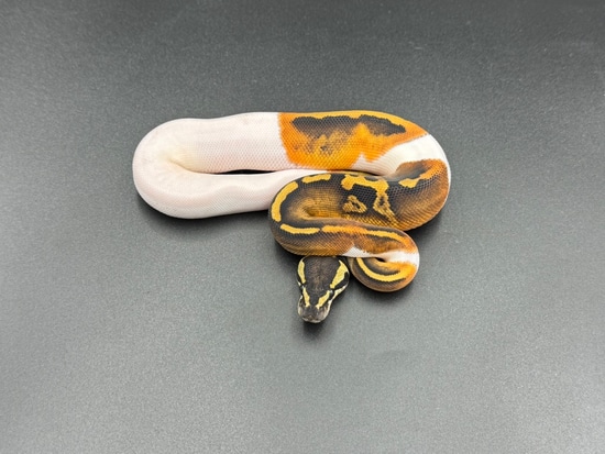GHI Enchi Piebald 66% Het Clown Ball Python by Osmun Reptiles
