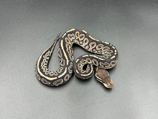 Onyx Het Clown Ball Python by Osmun Reptiles