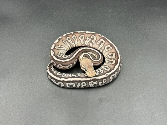 Fire Onyx Het Clown Ball Python by Osmun Reptiles