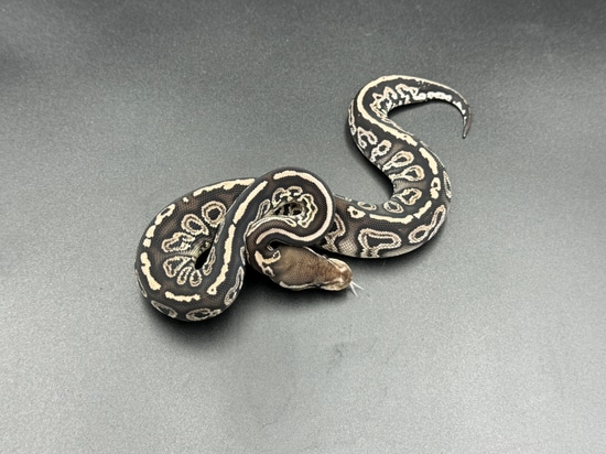Onyx Het Clown Ball Python by Osmun Reptiles