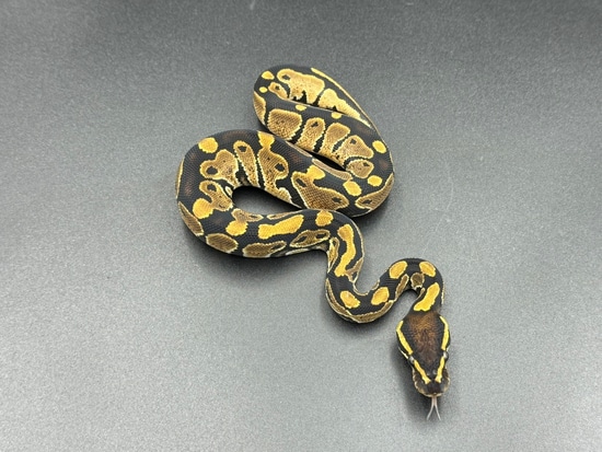 Het Piebald 66% Het Lavender Albino Ball Python by Osmun Reptiles