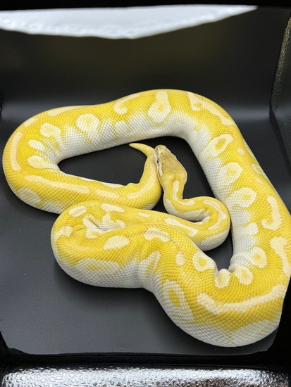Crystal Ball Python by Osmun Reptiles