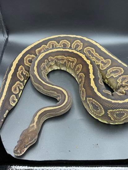 Gargoyle Ball Python by Osmun Reptiles