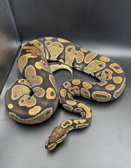 Normal Ball Python by Osmun Reptiles