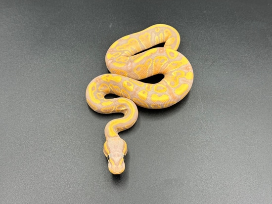 Banana Het Clown 66% Het Sunset Ball Python by Osmun Reptiles