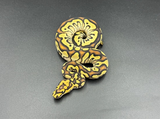 Spotnose Mystic Clown Ball Python by Osmun Reptiles