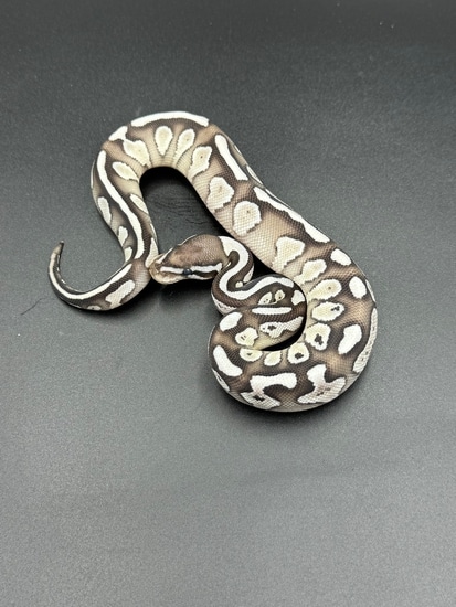 Lesser Axanthic (VPI) Het Clown Ball Python by Osmun Reptiles