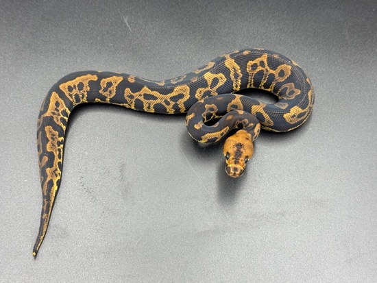 Chocolate Confusion Leopard Clown Ball Python by Osmun Reptiles