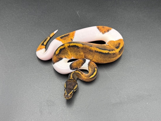 Mahogany Piebald 66% Het Lavender Albino Ball Python by Osmun Reptiles