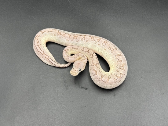 Pinstripe Lesser Axanthic (VPI) Clown Ball Python by Osmun Reptiles