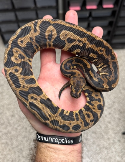 Leopard Confusion Het Piebald Ball Python by Osmun Reptiles