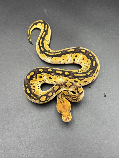 Bongo Clown Ball Python by Osmun Reptiles