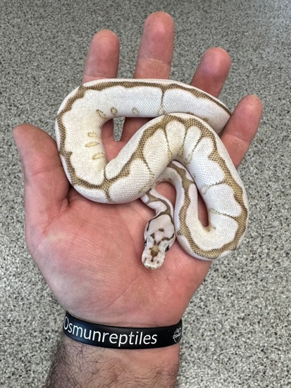 Lesser Spider Axanthic (VPI) Clown Ball Python by Osmun Reptiles