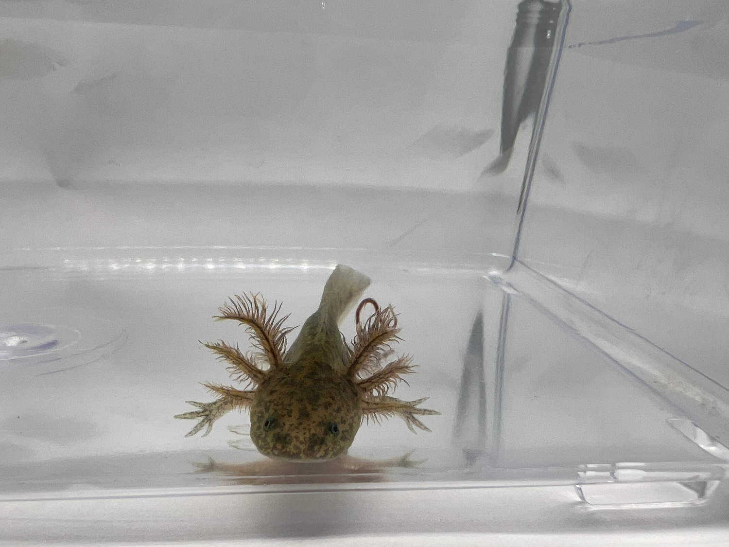 Wildtype Axolotl by Ostol Axolotls - MorphMarket