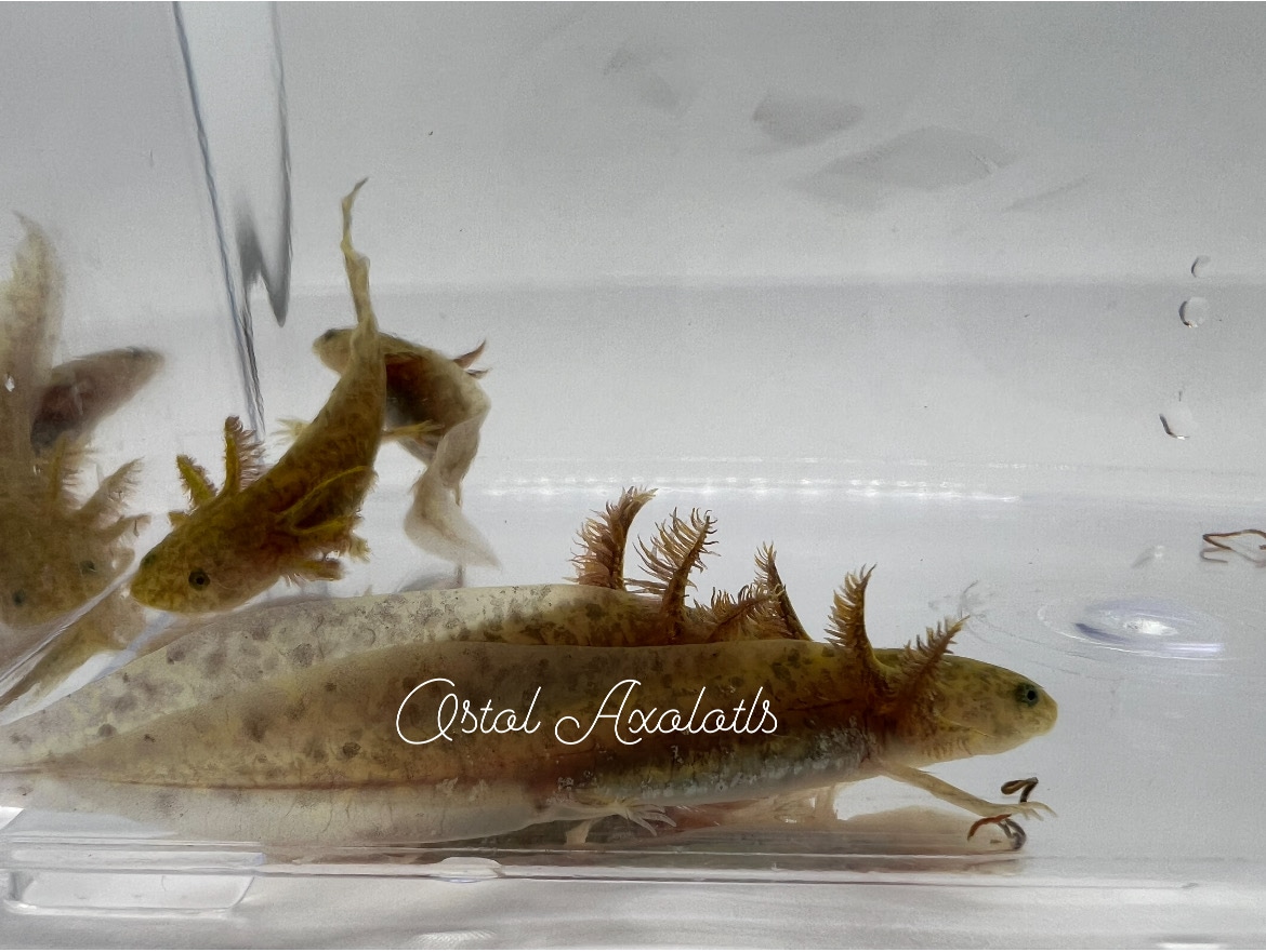 HYPOS Axolotl by Ostol Axolotls - MorphMarket