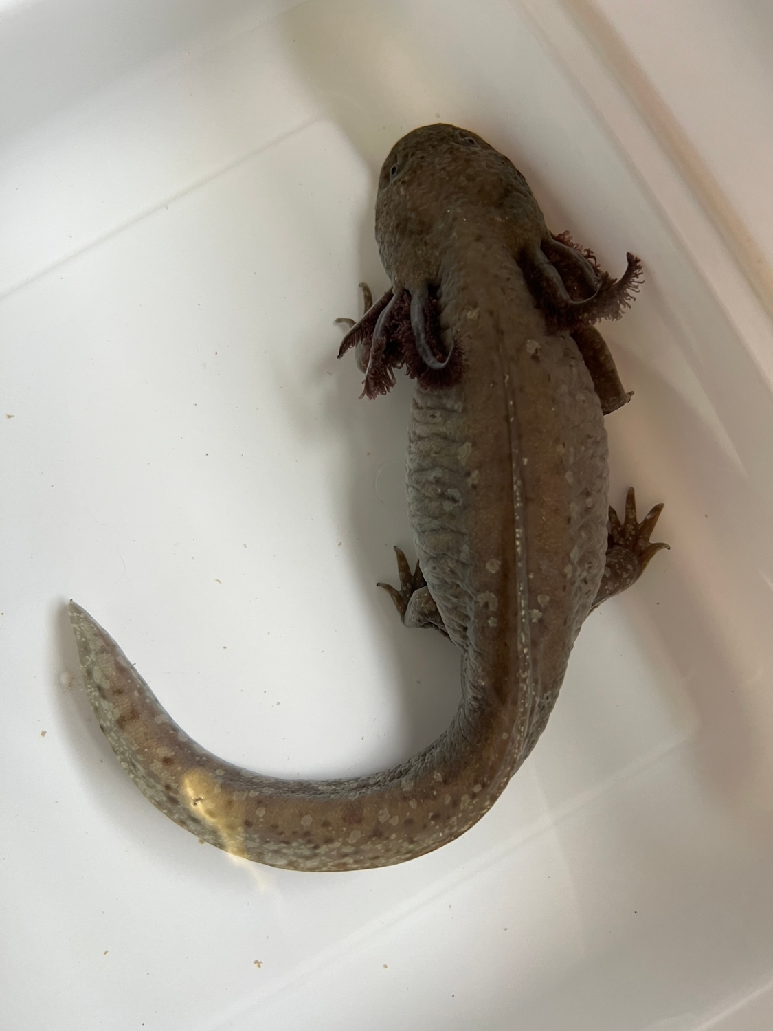 Female Copper RTB Axolotl by Ostol Axolotls - MorphMarket