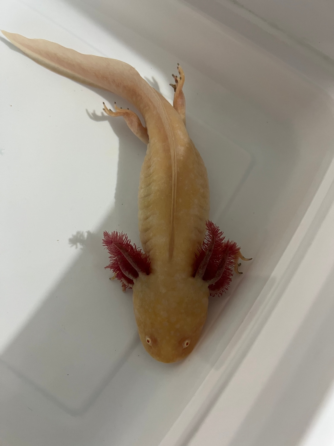 Huge Female Golden Albino Axolotl by Ostol Axolotls - MorphMarket