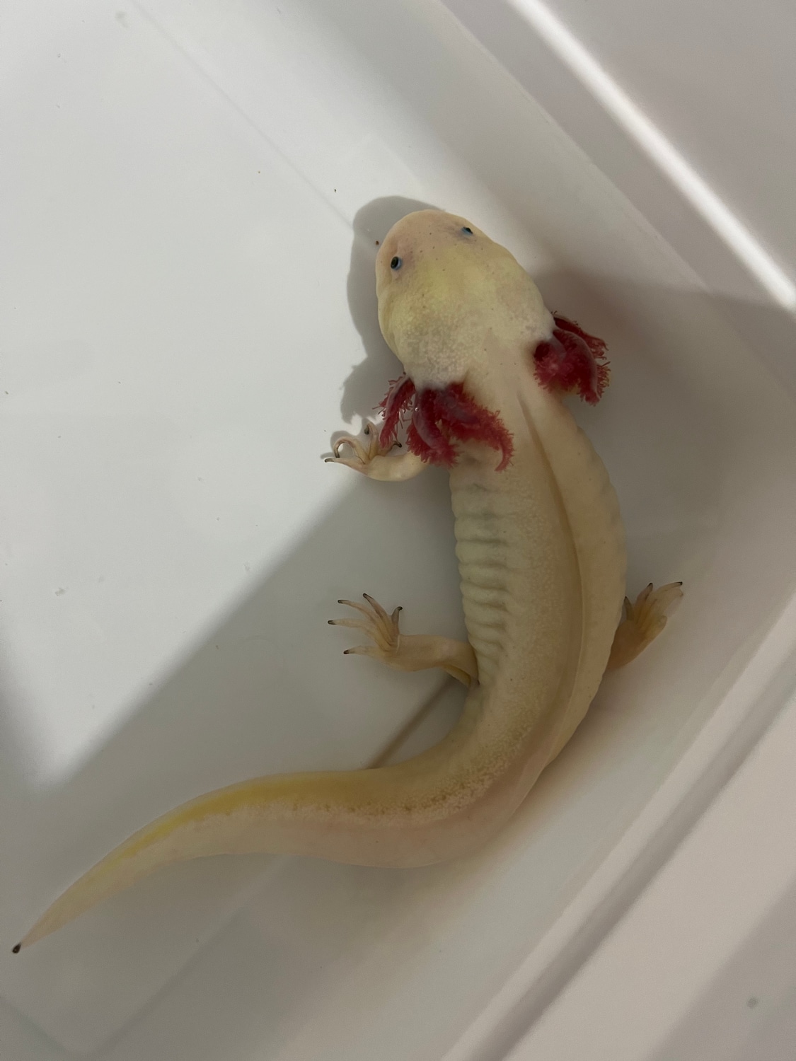 GFP Leucy Female WFA&E Axolotl by Ostol Axolotls - MorphMarket