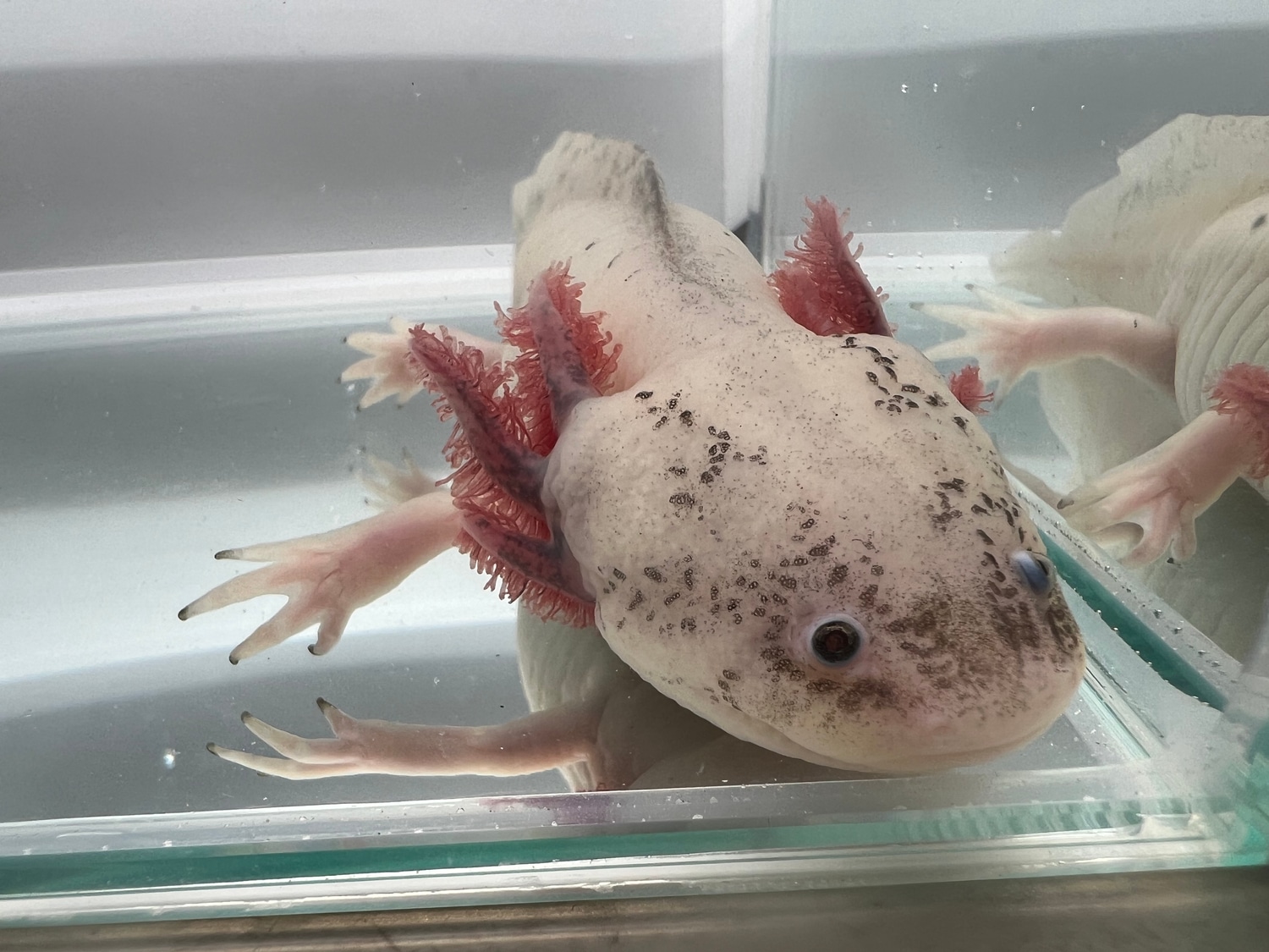 Male Super Dirty Leucy Axolotl by Ostol Axolotls - MorphMarket