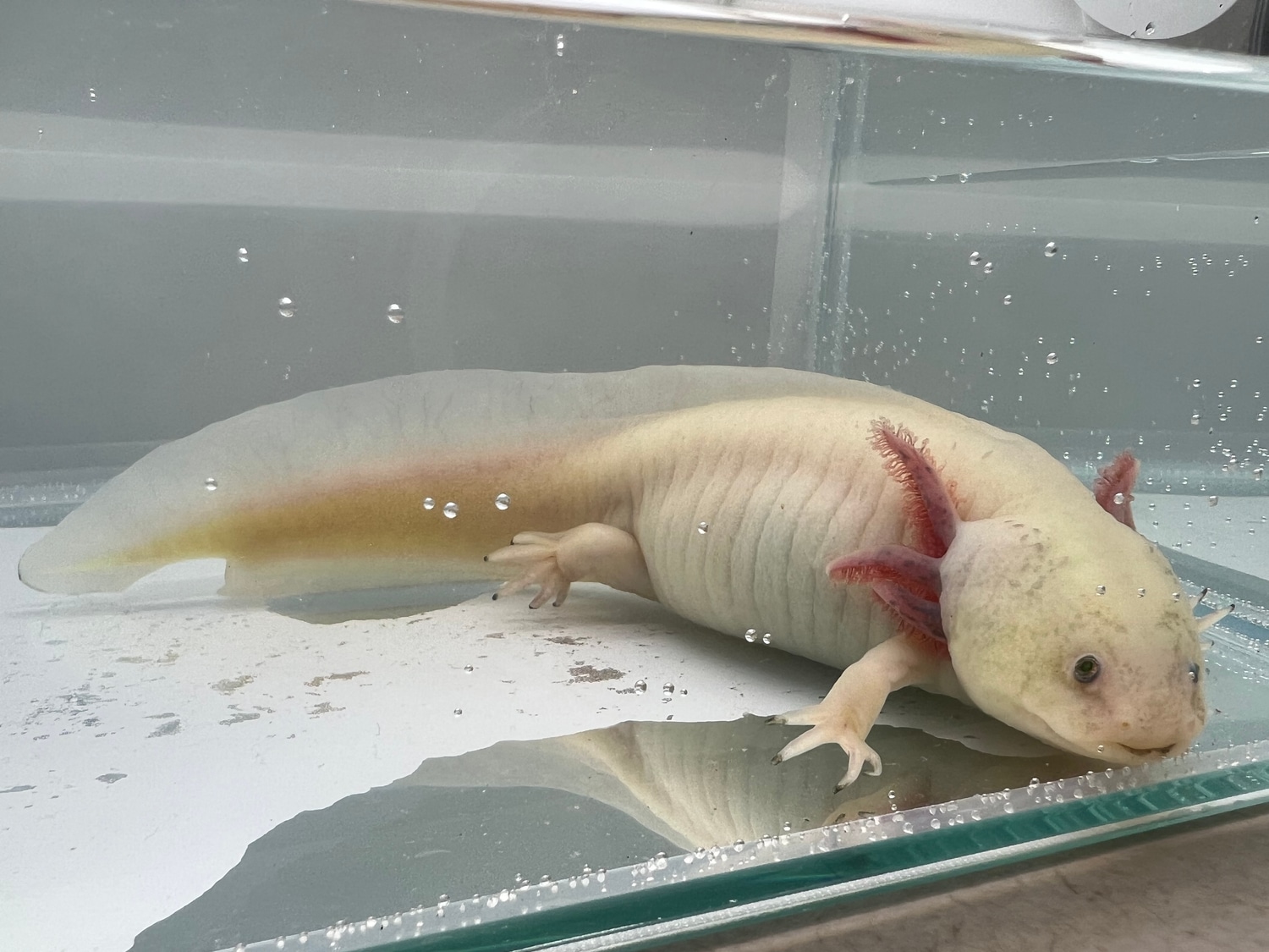 Female GFP Dirty Leucy Axolotl by Ostol Axolotls - MorphMarket