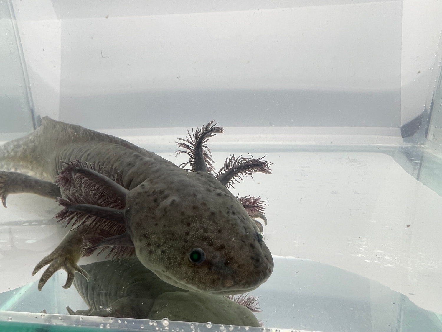 GFP Axanthic#3 Axolotl by Ostol Axolotls - MorphMarket