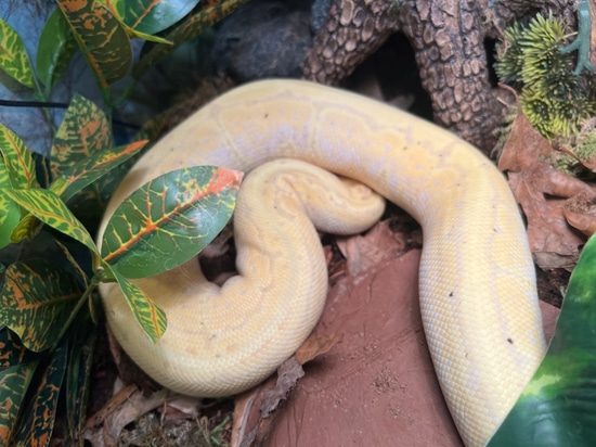 Banana, Pinstripe Ball Python by Scales & Tails