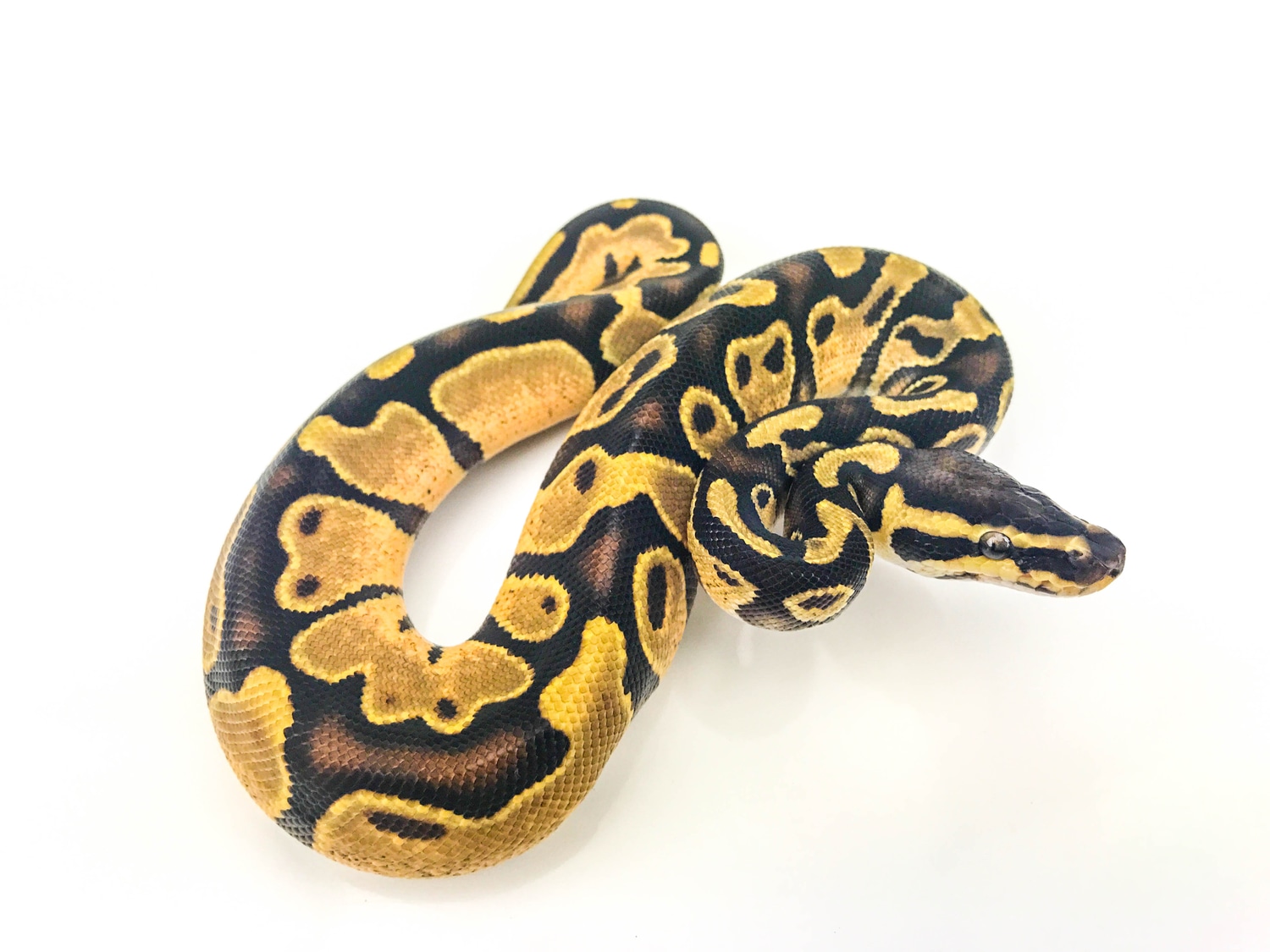 Enchi Asphalt Pos Het Pied (Strong Markers) Ball Python by On the Ball ...