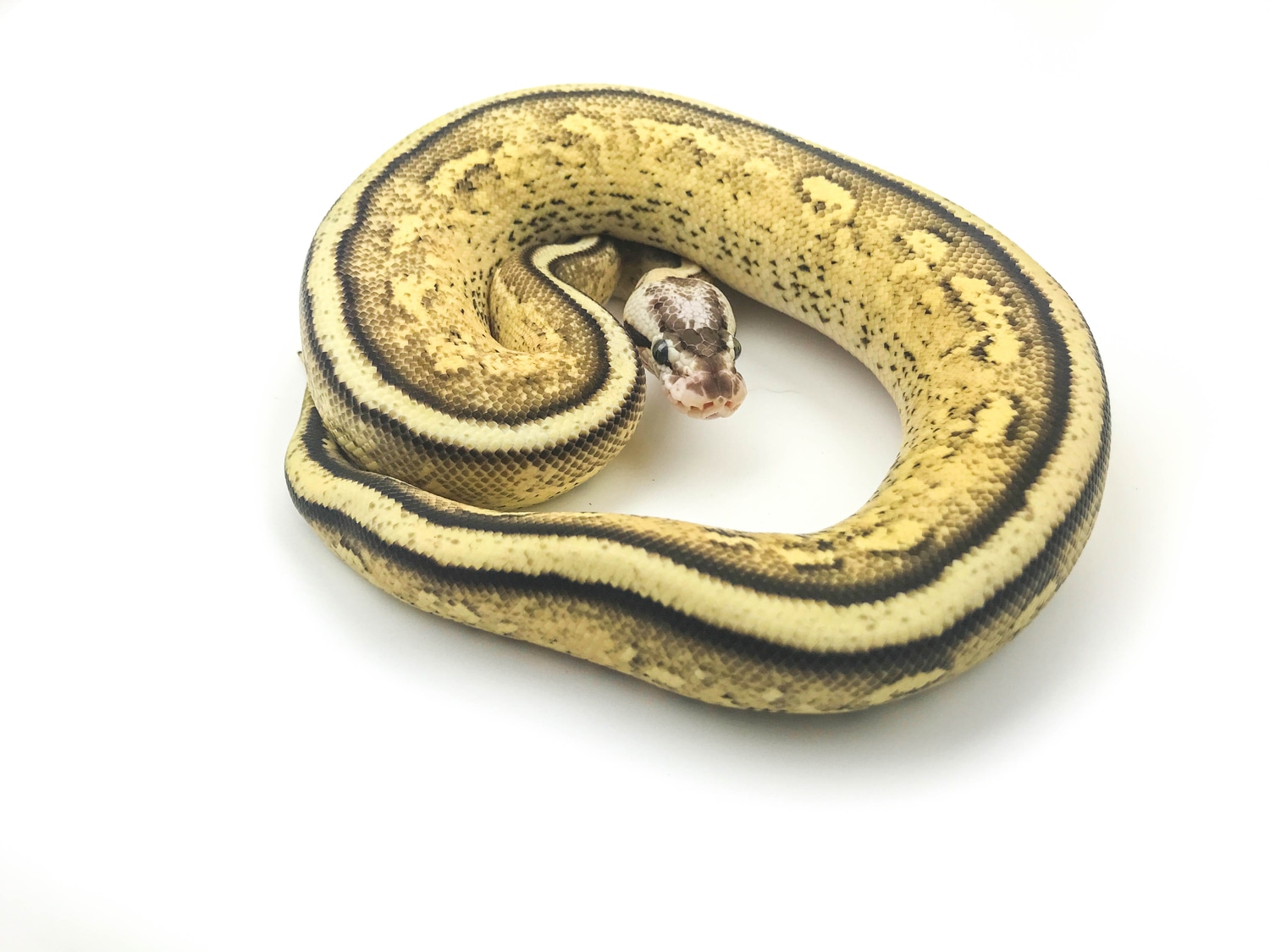 Pastel Super Specter Ball Python by On the Ball Pythons - MorphMarket