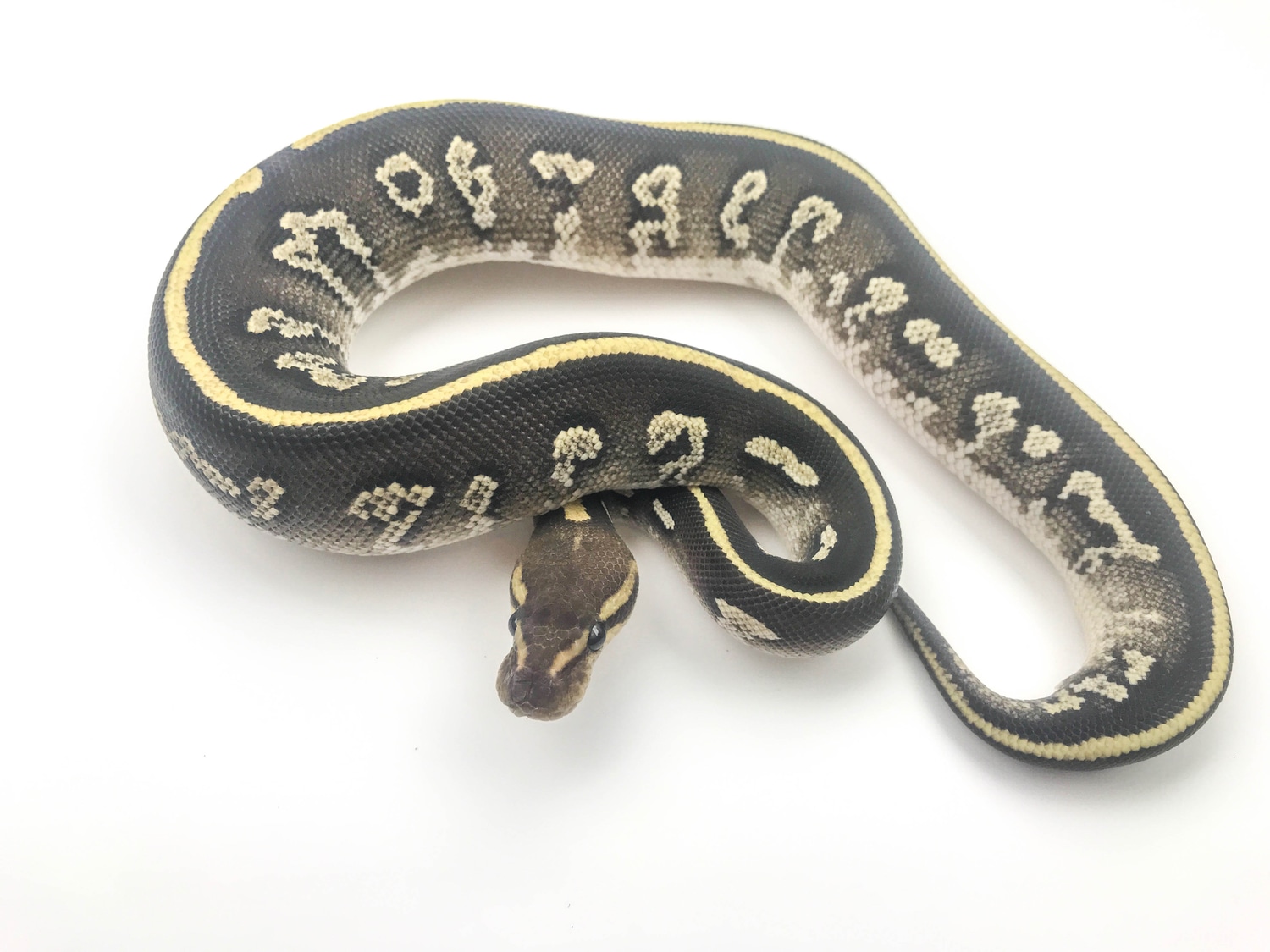 Chocolate Mojave Fire Ball Python by On the Ball Pythons - MorphMarket