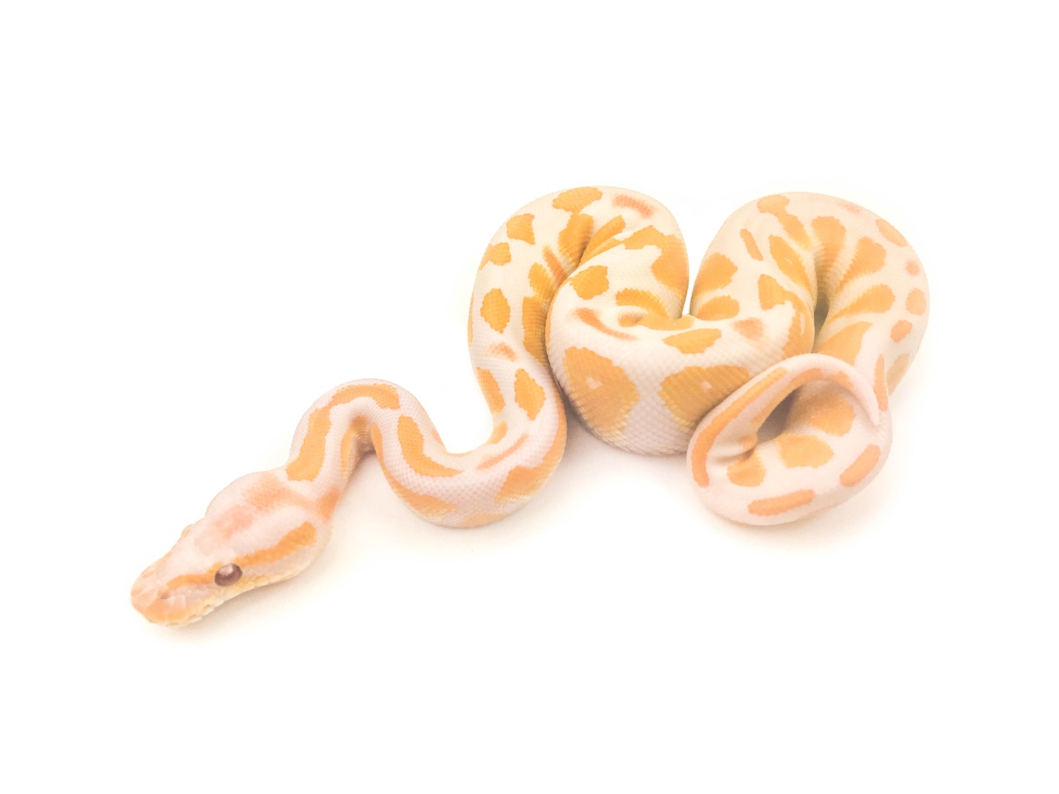 Blackhead Lavender Albino Ball Python by On the Ball Pythons - MorphMarket