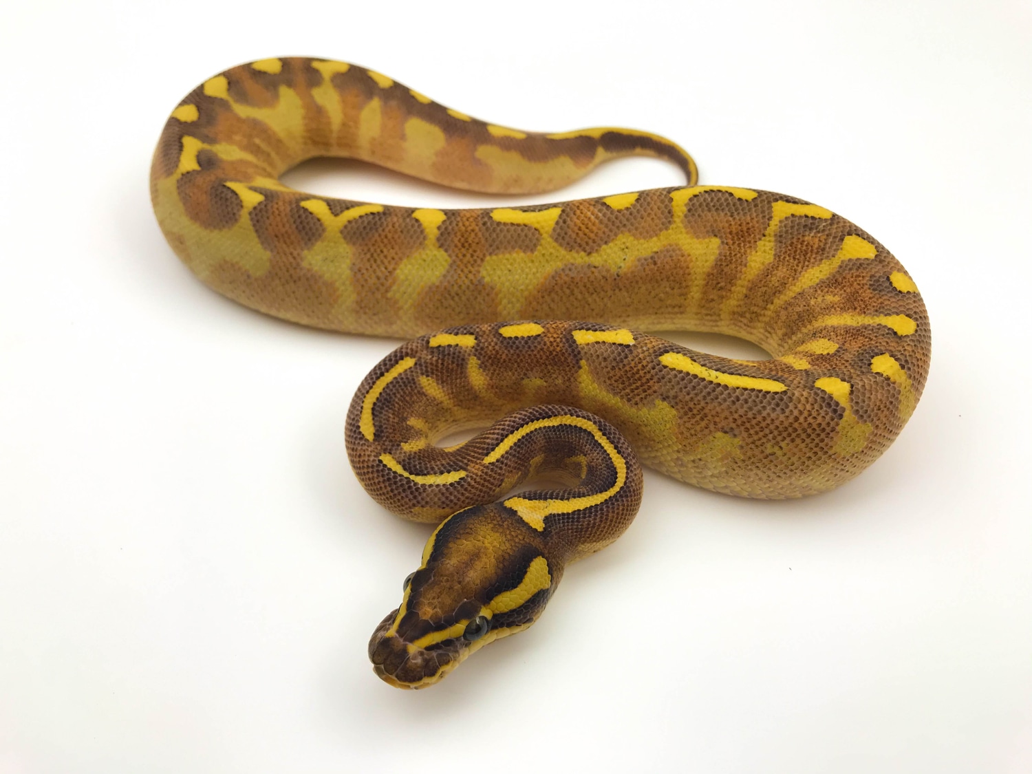 Orange Dream Mardi Gras Ball Python by On the Ball Pythons - MorphMarket