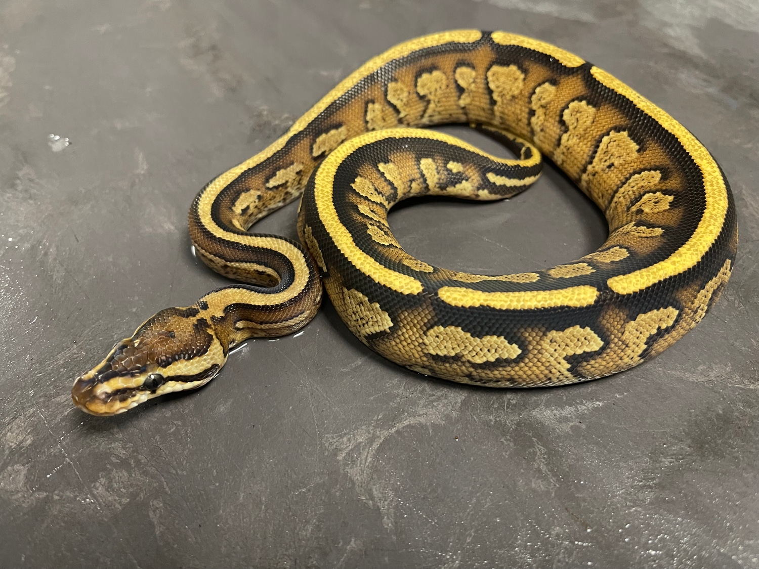 Gravel Specter Ball Python by On the Ball Pythons - MorphMarket