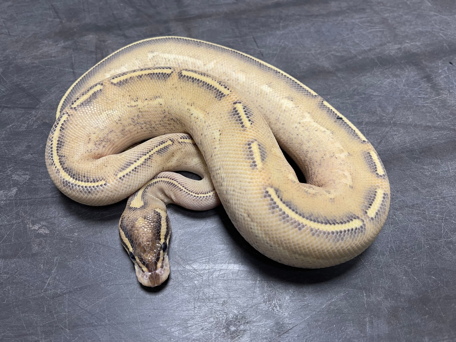 Highway Ball Python by On the Ball Pythons - MorphMarket