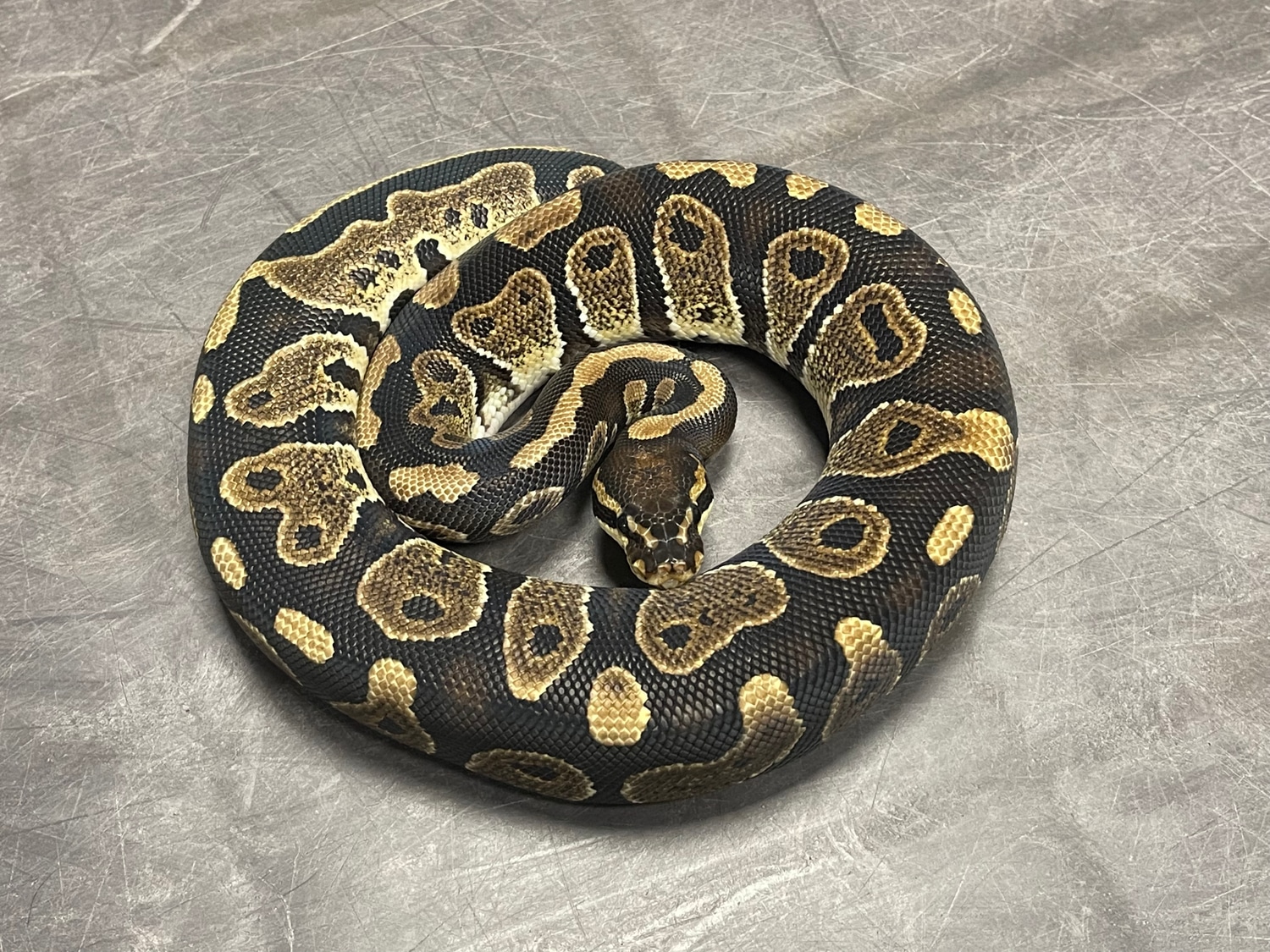 Chocolate Het Ultramel Ball Python by On the Ball Pythons - MorphMarket