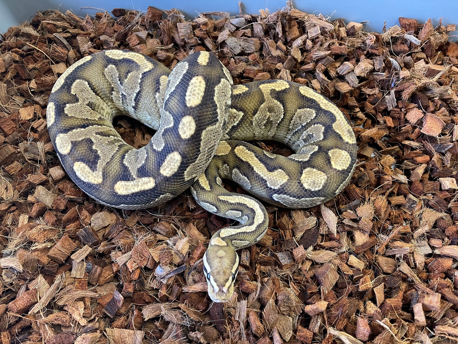 Huffman Yellowbelly Ball Python by On the Ball Pythons - MorphMarket