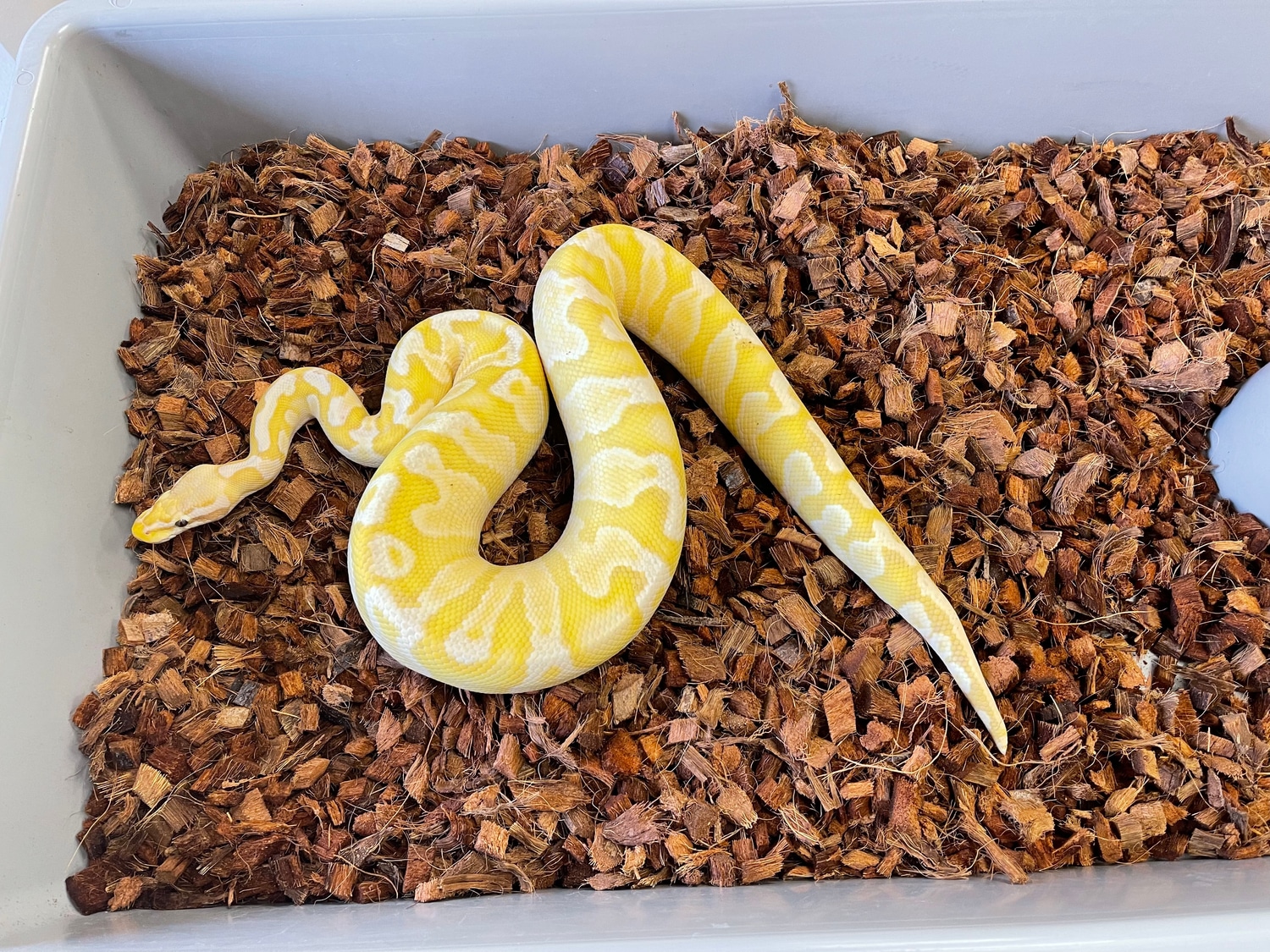 Banana GHI Pastel Spark Ball Python by On the Ball Pythons - MorphMarket