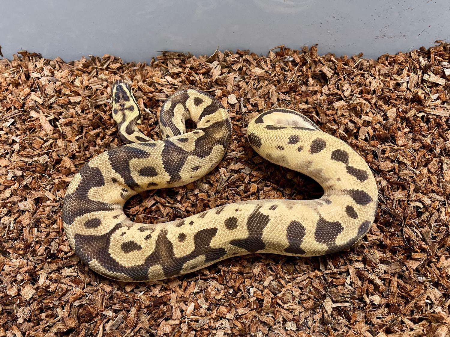 Pastel Orange Dream Enchi Leopard Yellowbelly Ball Python by On the ...