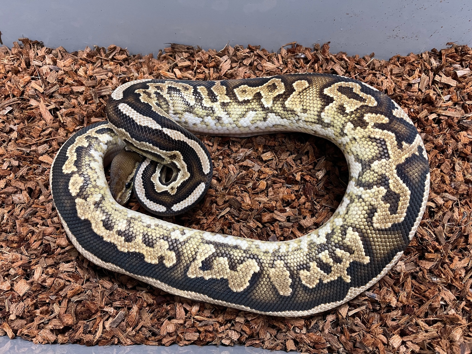 Cinnamon Orange Dream Yellowbelly Ph Ultramel Ball Python by On the ...